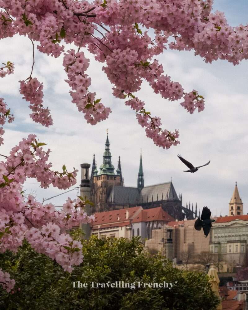 Cherry Blossoms in Prague: 20 Best Spots & Spring Travel Guide - The ...